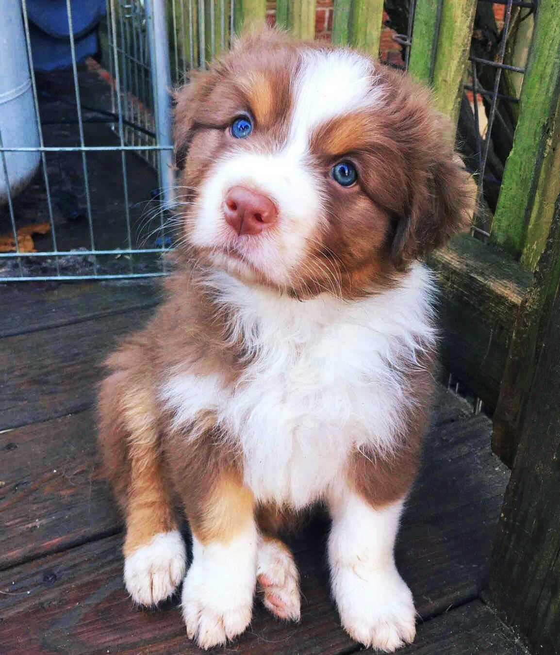 15 Sweetest Baby Dogs With Irresistible Charm Every Dog Lover Should ...