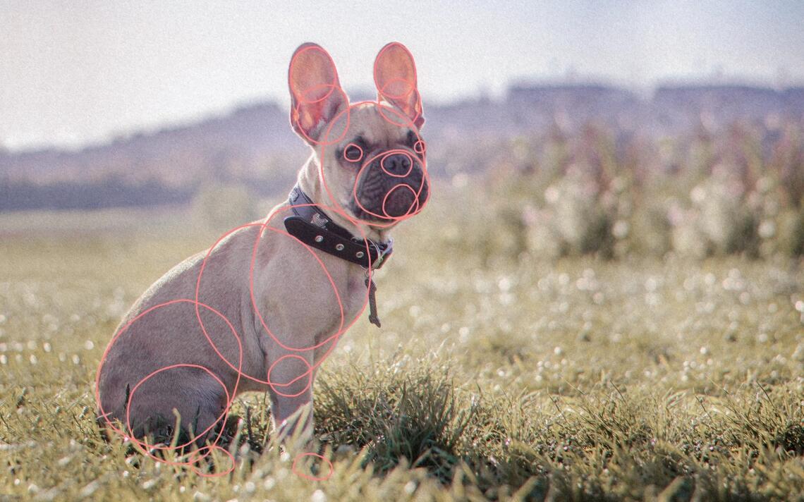 How to Draw a Cool Dog a in a Simple Step by Step - Lizizcon